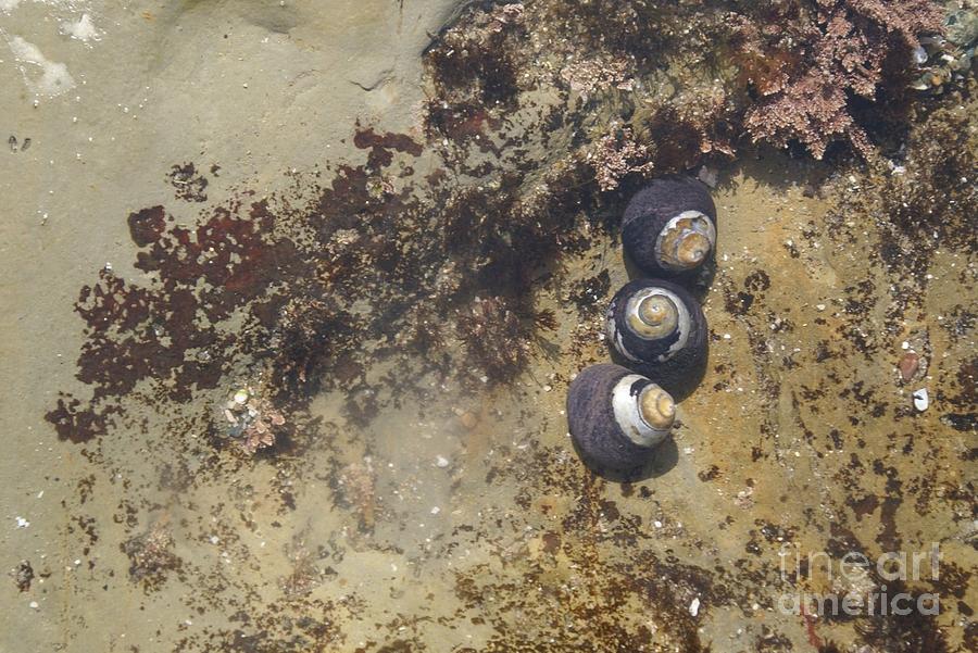 TidePool II 3 Snails Photograph by Jacqueline Russell - Pixels