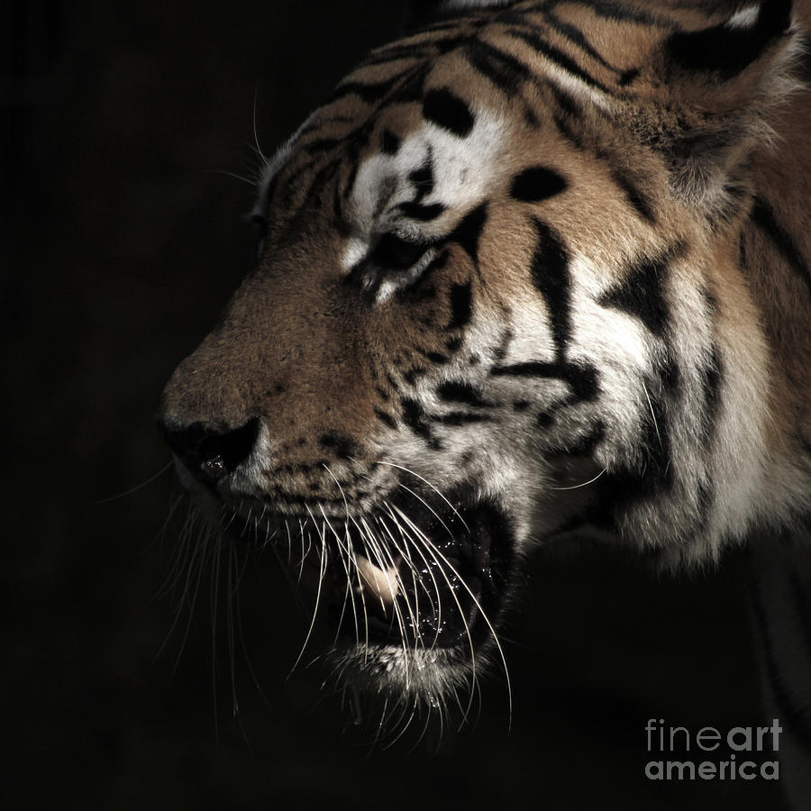Tiger Photograph by Andreas Berheide - Pixels
