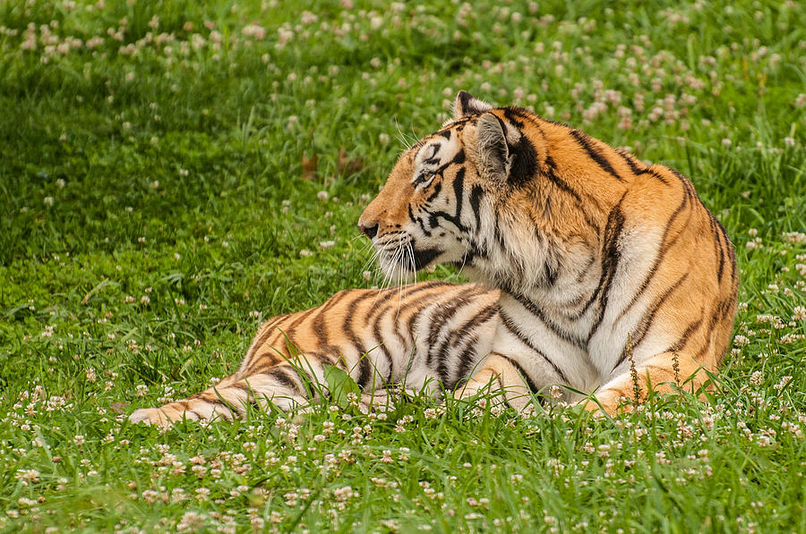 Tiger at rest 2 Photograph by Photos By Cassandra - Fine Art America