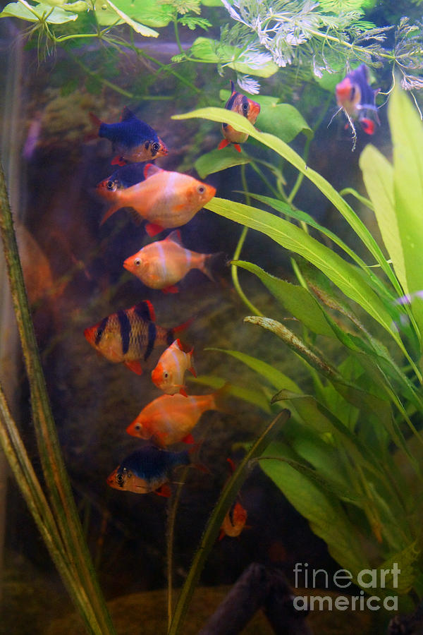 Tiger Barbs Photograph by Cassandra Buckley - Fine Art America