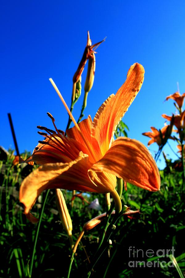 Tiger Lily 2 Photograph by Birgit Quester - Fine Art America