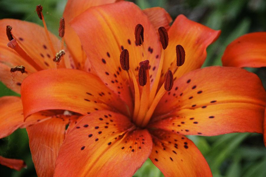 Tiger Lily Photograph by Lori Burrows - Fine Art America