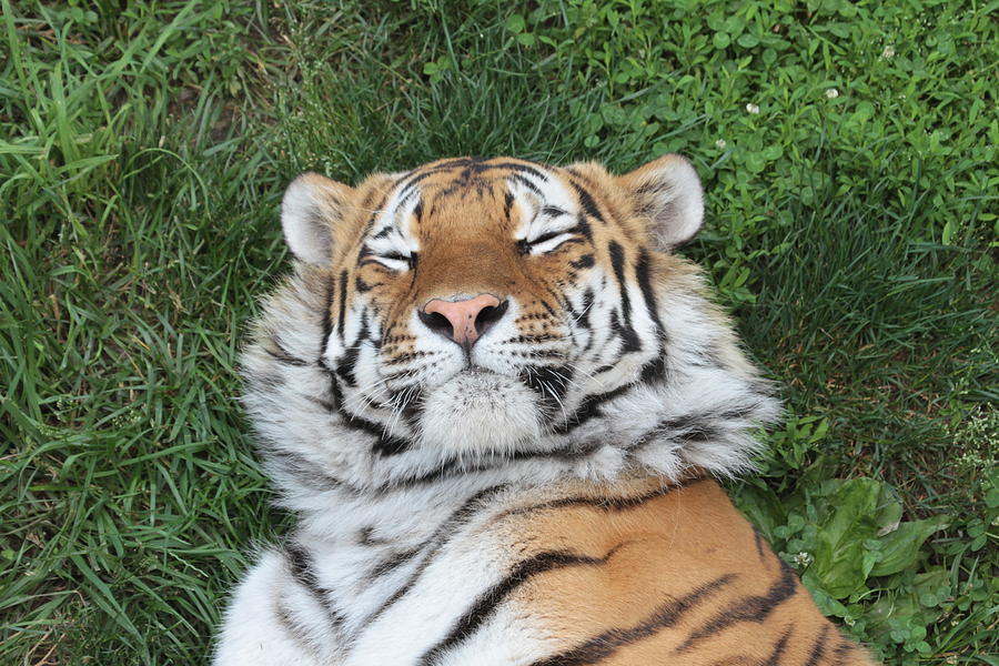 Tiger nap time Photograph by Dwight Cook - Pixels