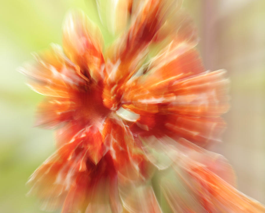 Tiger Orchid Photograph By Sue Leake Fine Art America