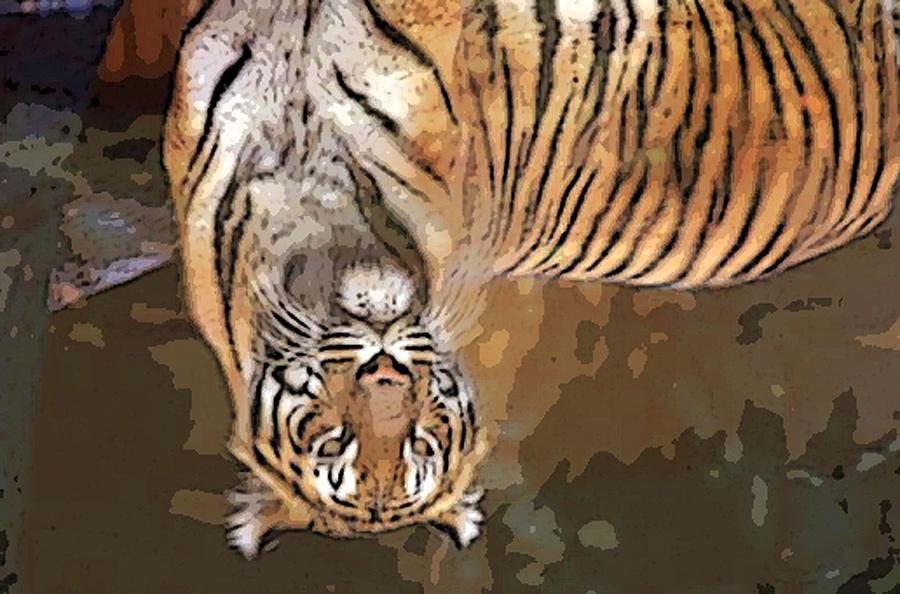 Tiger reflection Photograph by Anthony Dalton - Pixels