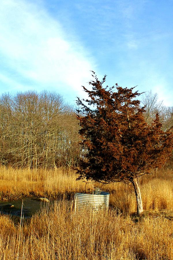 Tilted Tree Photograph by CJ Rhilinger - Pixels