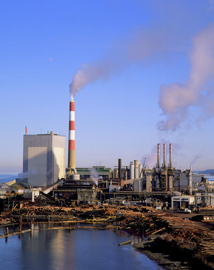 Timber Processing Plant by Science Photo Library