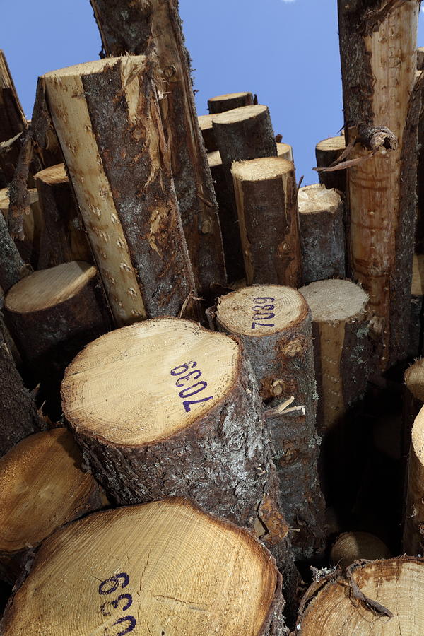 Timber stack Photograph by Ulrich Kunst And Bettina Scheidulin - Fine ...