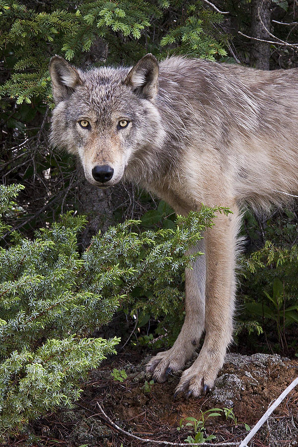 Timber Wolf British Columbia Photograph by Audra J Shields - Fine Art ...