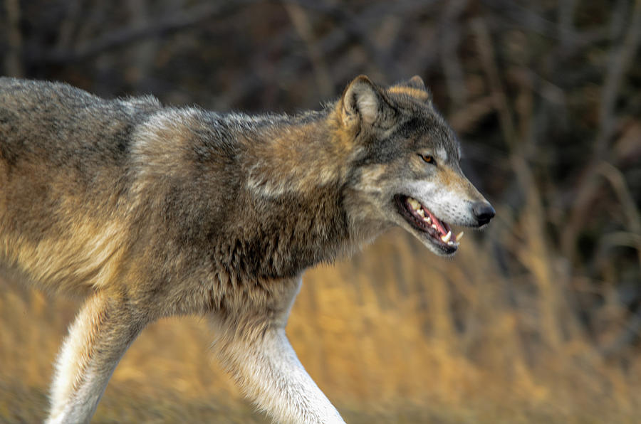 Timber Wolf Photograph by David Johnson - Pixels