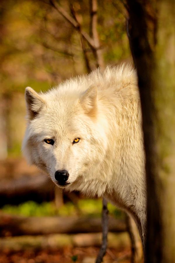 Timber Wolf Photograph by Gary Campbell - Pixels