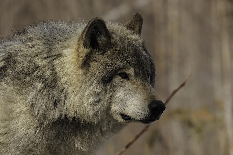 Timber wolf Photograph by Josef Pittner - Fine Art America