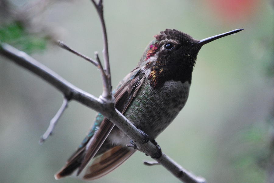 Tiny and Perfect Photograph by Corvus Alyse - Fine Art America