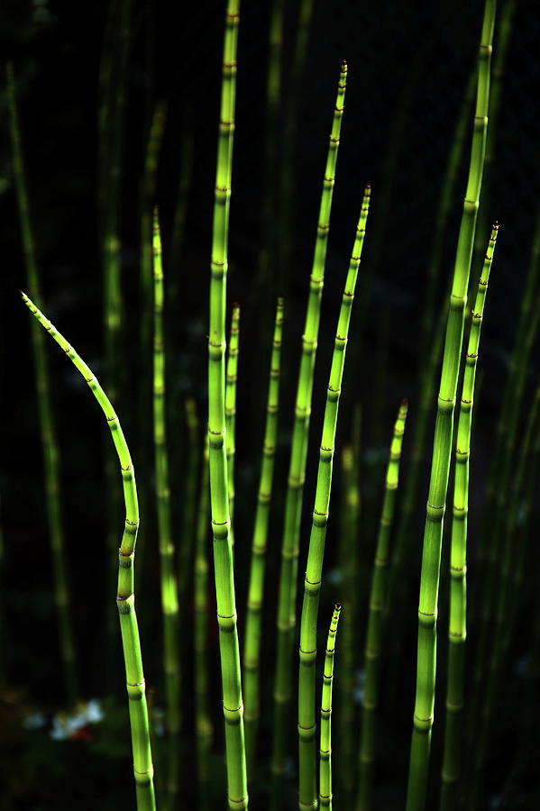 Tiny Bamboo Forest Photograph by Tsuntsun - Fine Art America