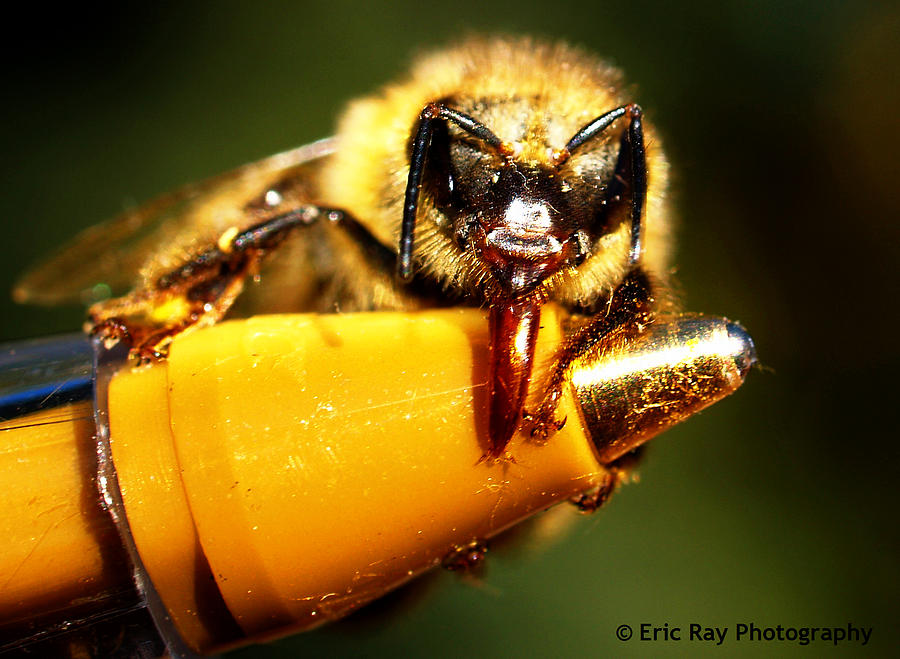 Tiny Bee Photograph by Eric Ray Photography - Fine Art America