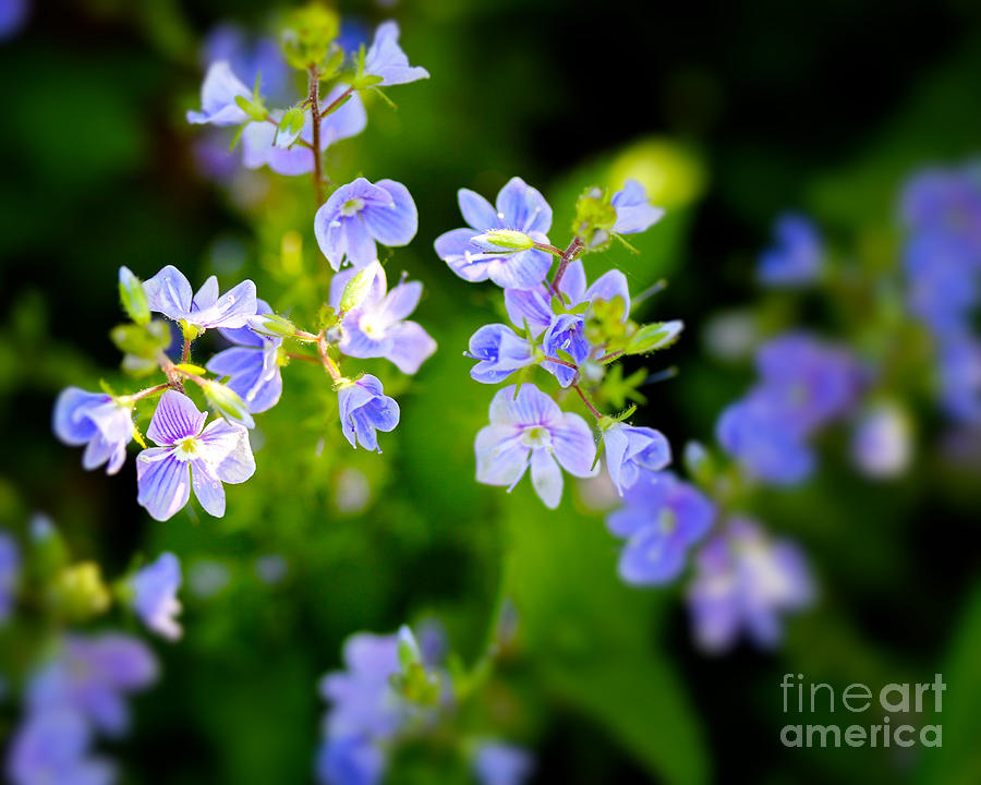 Tiny Blue Flower Photograph by Elizabeth Thomas - Fine Art America