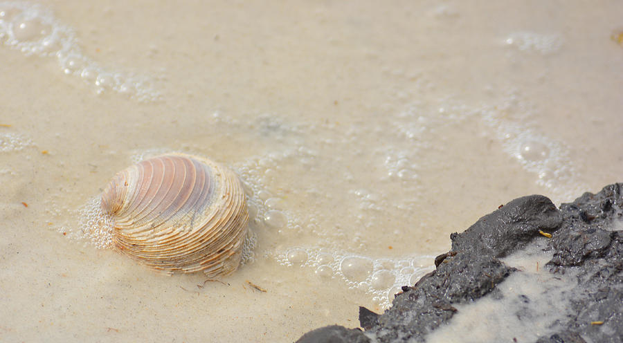 Tiny Bubbles Photograph by GK Hebert Photography - Fine Art America