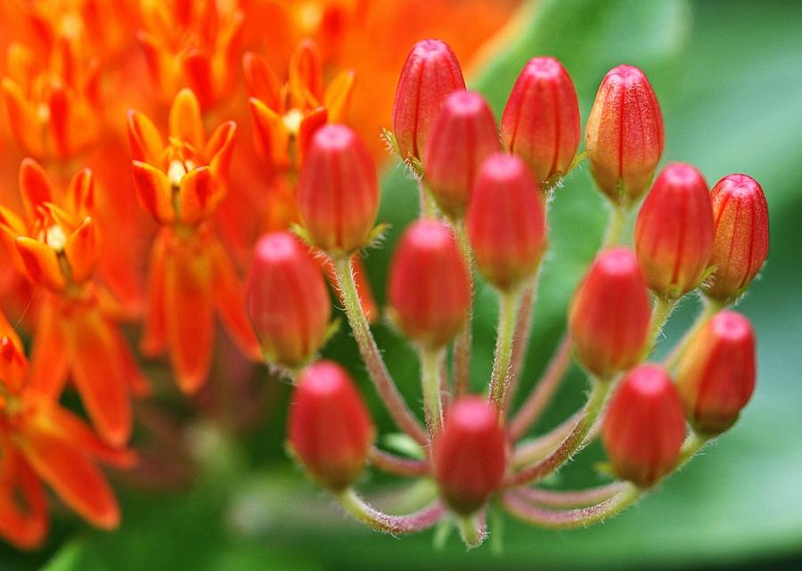 Tiny Buds Photograph by Peter Feo - Fine Art America