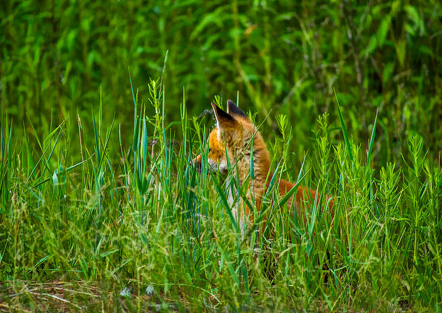Tiny Explorer Photograph by Steve Harrington - Fine Art America