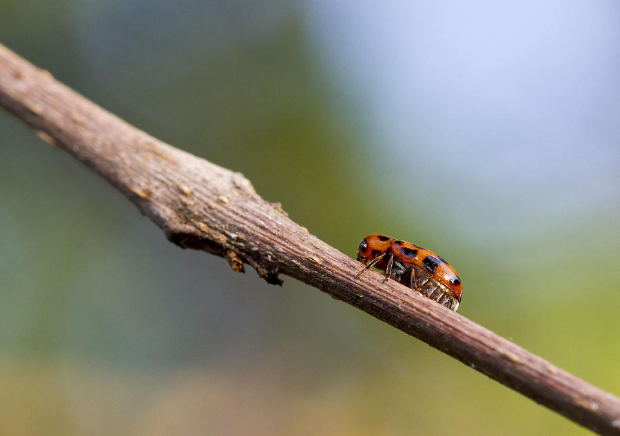 Tiny Insect Photograph by Murali Aithal - Fine Art America