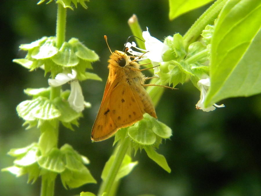 Tiny Orange Moth 2 Photograph by Eric Johansen - Pixels