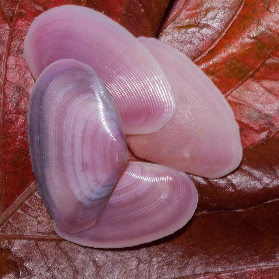 Tiny Pink Clam Shells Photograph by Craig Lapsley - Fine Art America
