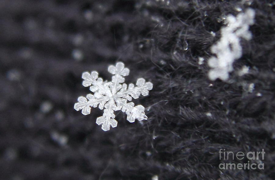 Tiny Snowflake Photograph by Michelle Vinnacombe | Fine Art America