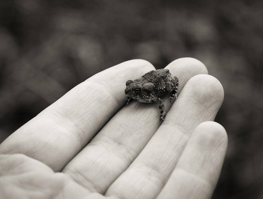 Tiny Toad Photograph by Clarissa Hallmark - Fine Art America