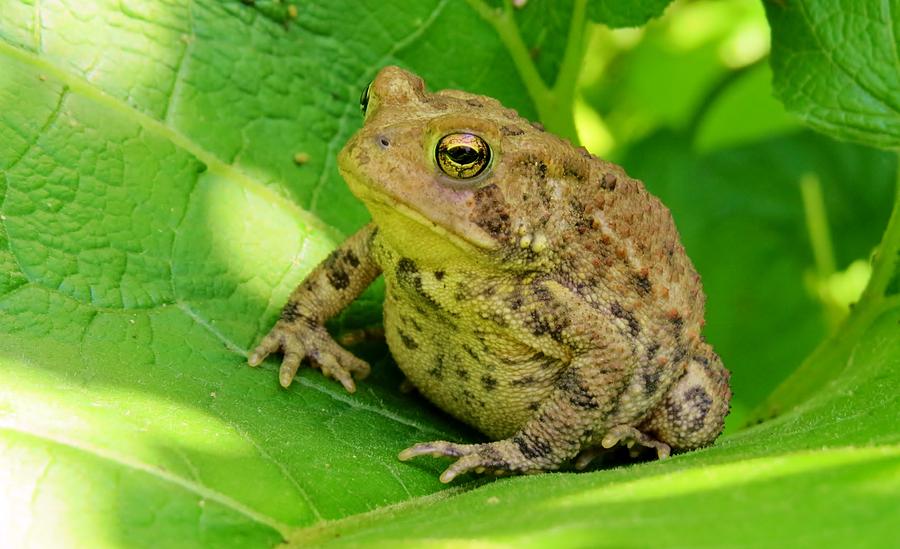 Toad Sitting Photograph by Art Dingo - Fine Art America