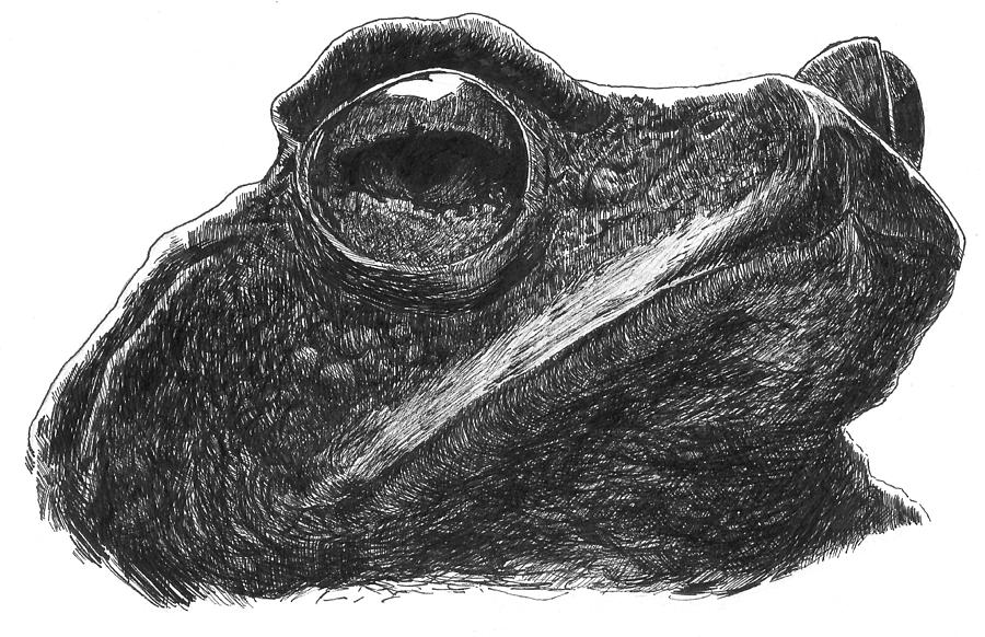 Toad Study Drawing by John Disher - Fine Art America
