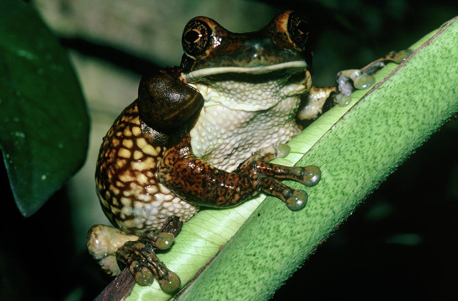 Toad Tree Frog Photograph by Dr Morley Read/science Photo Library ...