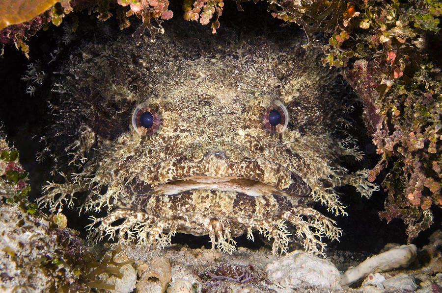 Toadfish Photograph by Joe Belanger - Pixels