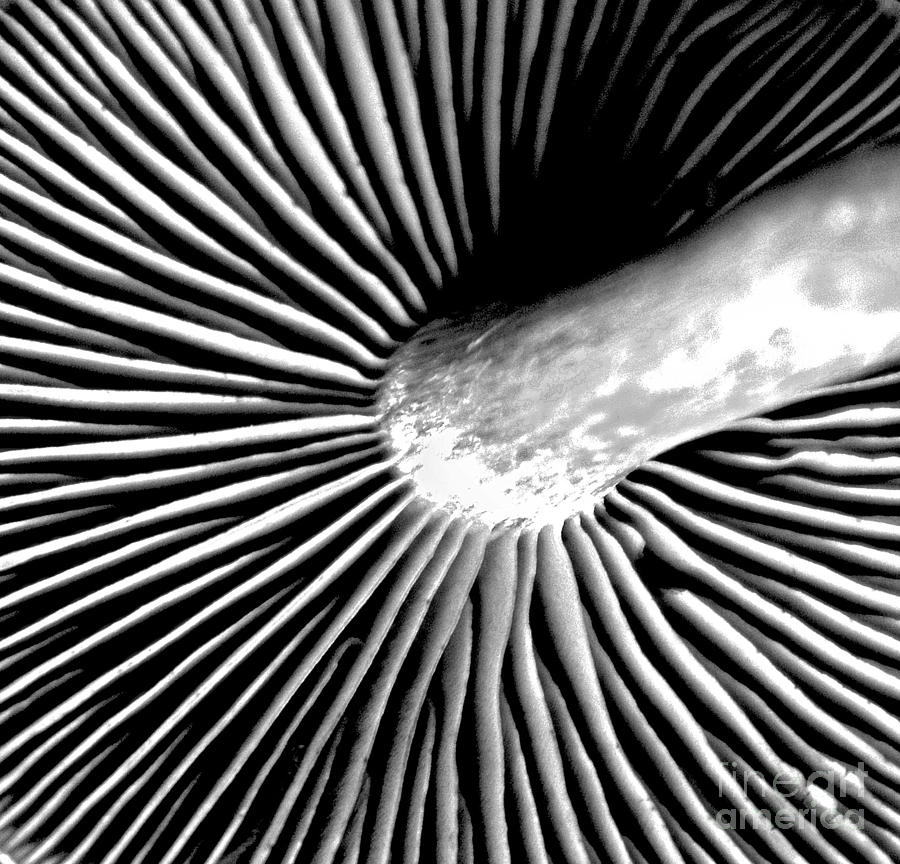 Toadstool Photograph by Brian Raggatt - Fine Art America
