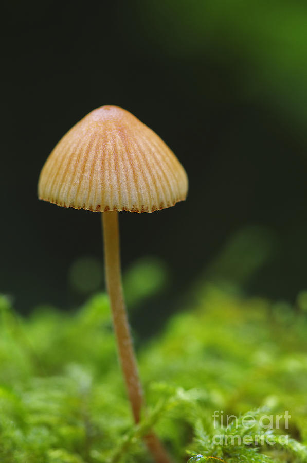 Toadstool Photograph by Sharon Talson - Pixels