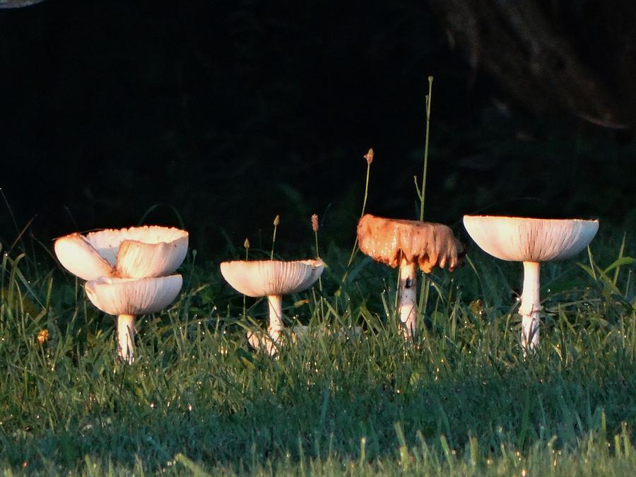 Toadstools Photograph by Margo Miller | Fine Art America
