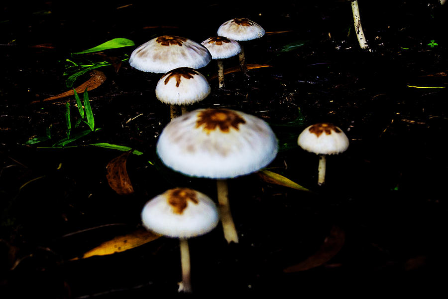 Toadstools V4 Photograph by Douglas Barnard - Pixels