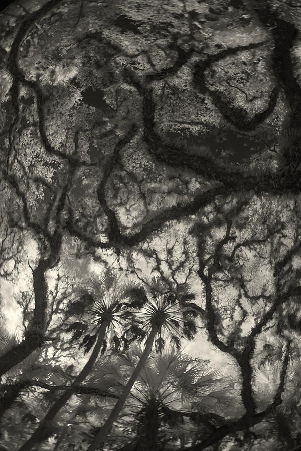 Together in a Confused World Photograph by Gary Bartoloni - Fine Art ...