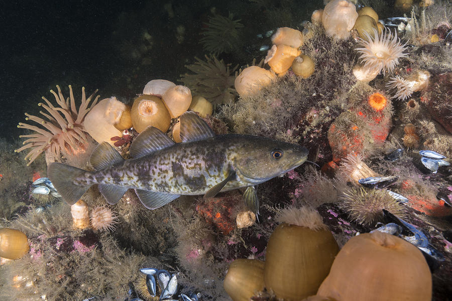 Tomcod Photograph by Andrew J. Martinez - Pixels