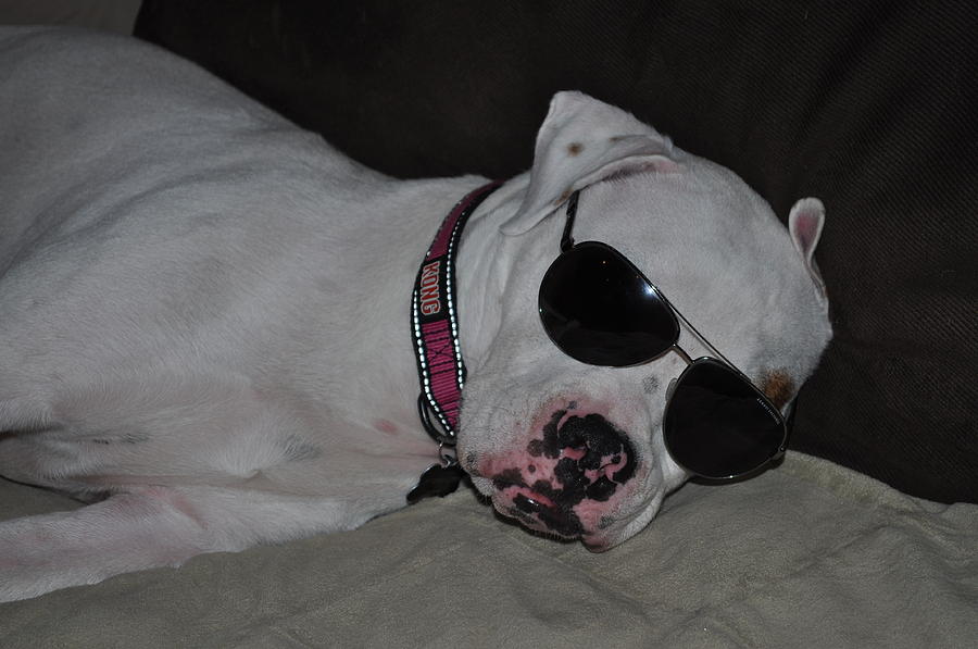 Too Cool Photograph by Melissa Hackling - Fine Art America