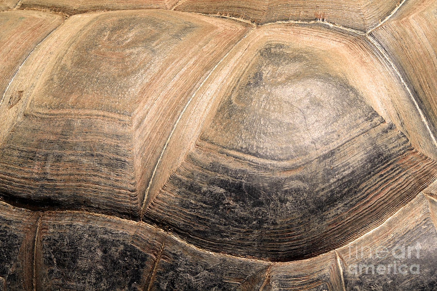 Tortoise Shell Photograph by John Van Decker