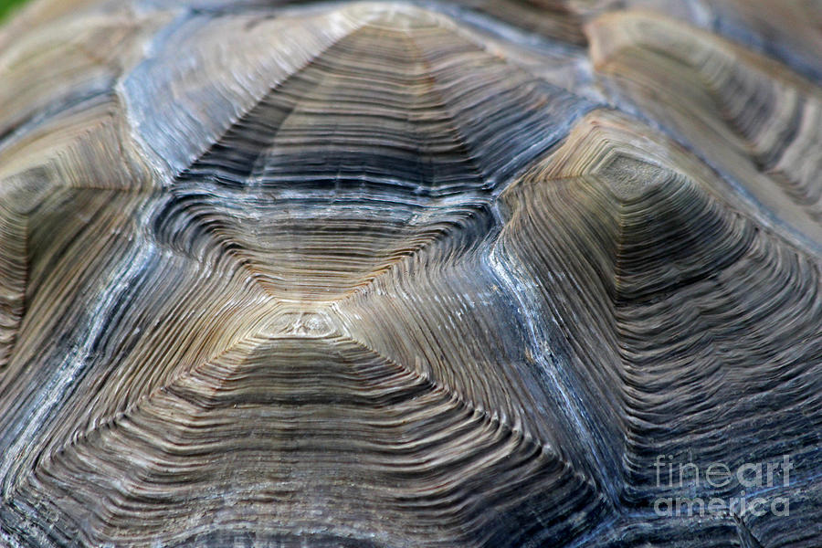 Tortoise Shell Photograph by Morgan Wright - Fine Art America