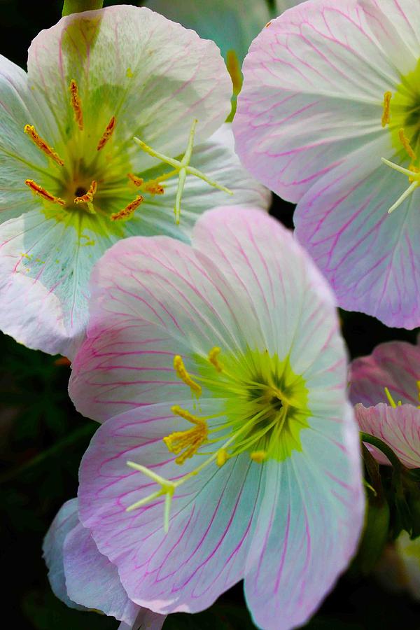 Touch With Light Photograph by Tamara Werner - Fine Art America