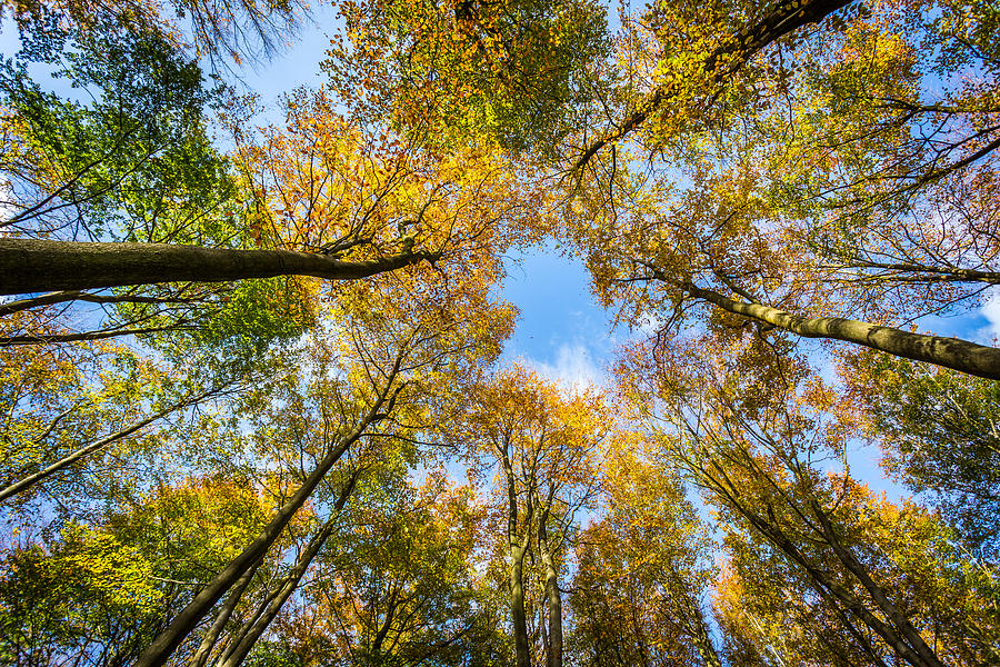 Towering Trees. Photograph by Gary Gillette