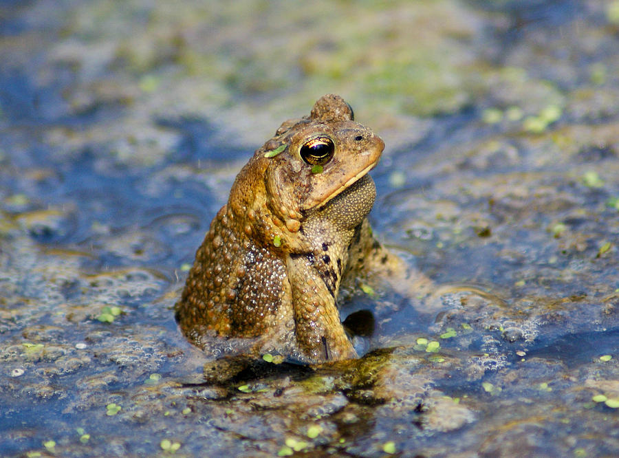 Tranquil Toad Photograph by Dawn Flannery - Fine Art America