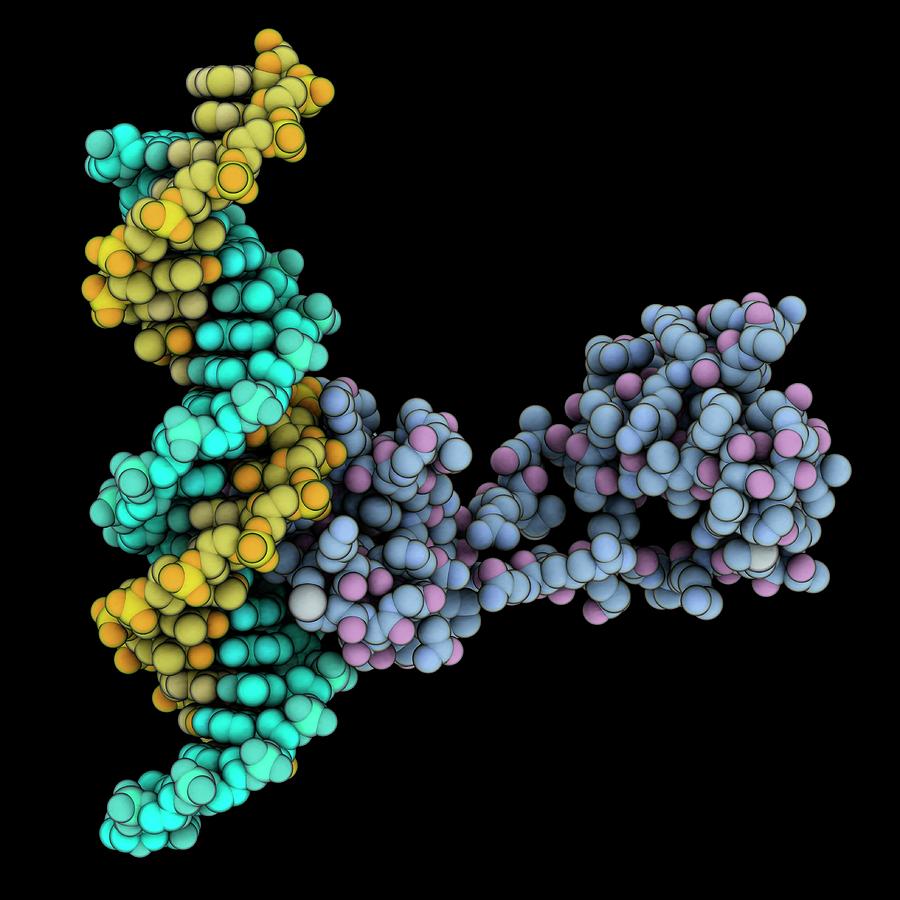 Transcription Factor Dna Complex by Science Photo Library
