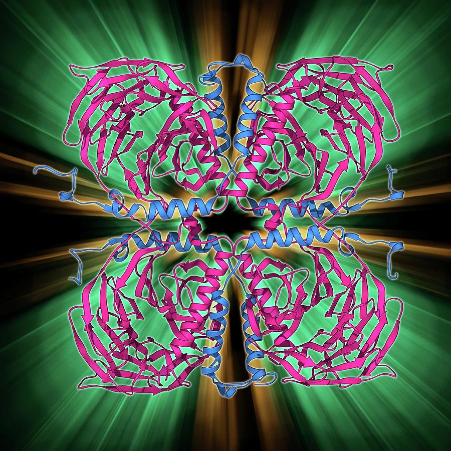 Transducin Protein Beta-gamma Complex Photograph by Science Photo ...