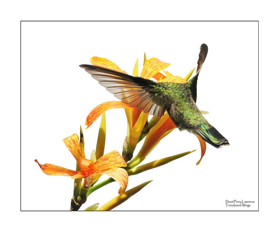 Translucent Wings Photograph by David Perry Lawrence - Pixels