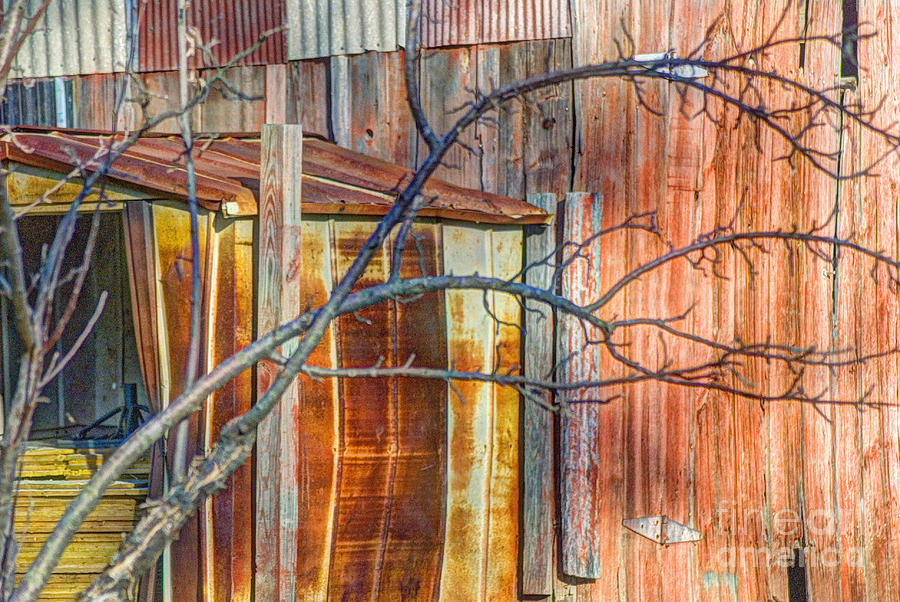Tree and rust Photograph by Jim Wright - Fine Art America