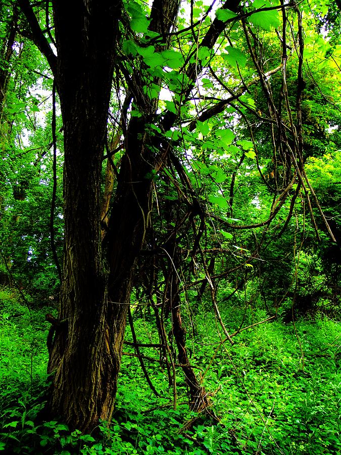 Tree and Vines Photograph by Mark Malitz | Fine Art America