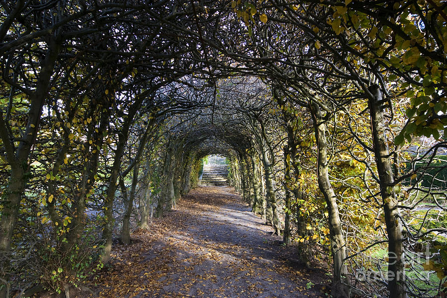 Tree Archway Photograph by Susan Daniels - Fine Art America